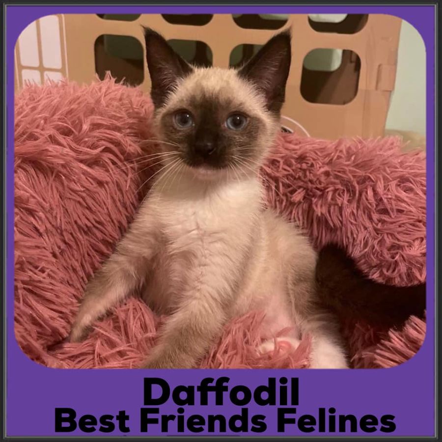 Daffodil - Female Domestic Short Hair x Ragdoll Cat in QLD - PetRescue