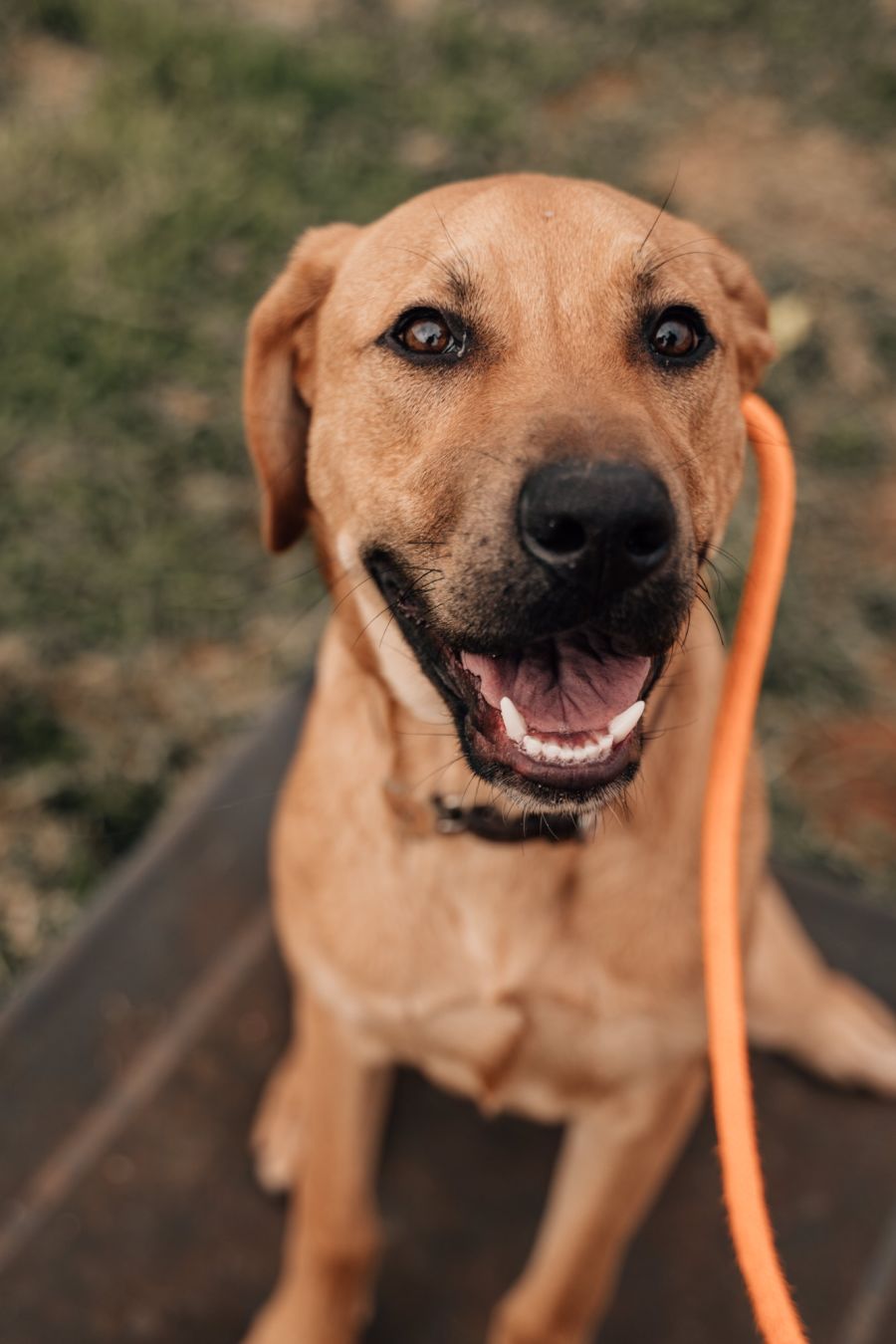 Banjo - Large Male Rhodesian Ridgeback x American Staffordshire Terrier ...