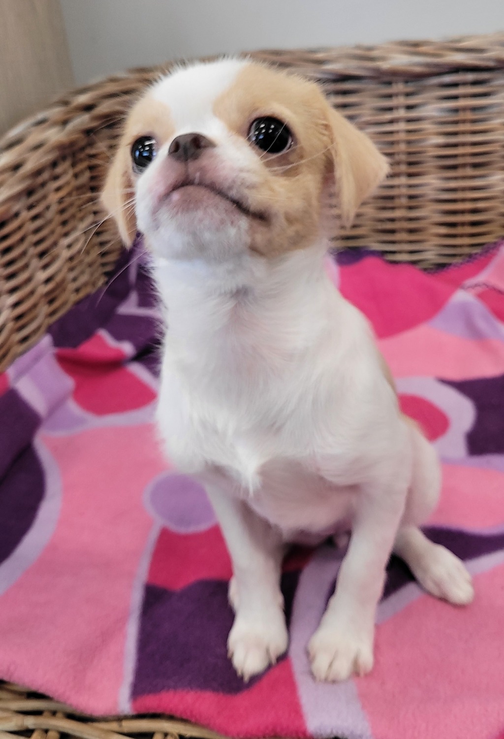 Clover - Small Female Japanese Chin x Yorkshire Terrier Mix Dog in QLD ...