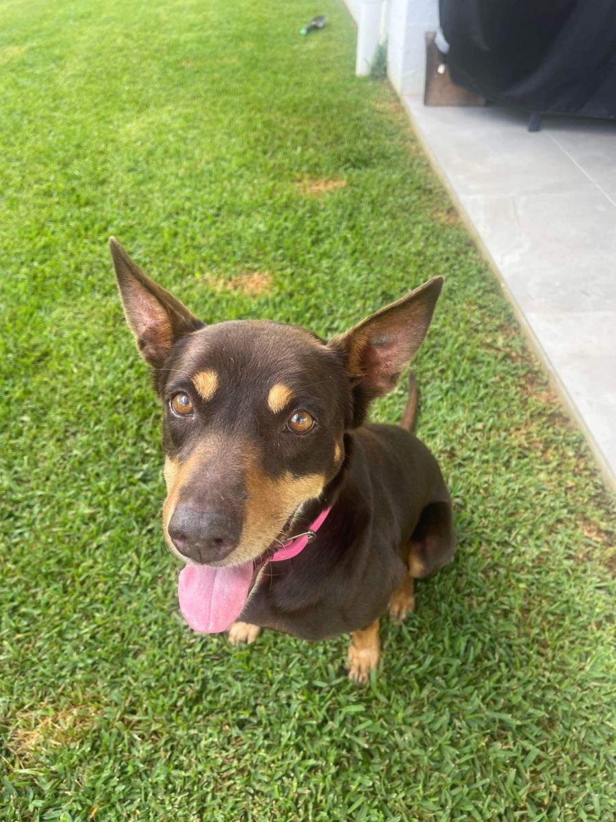 Annie - Medium Female Kelpie Dog in NSW - PetRescue