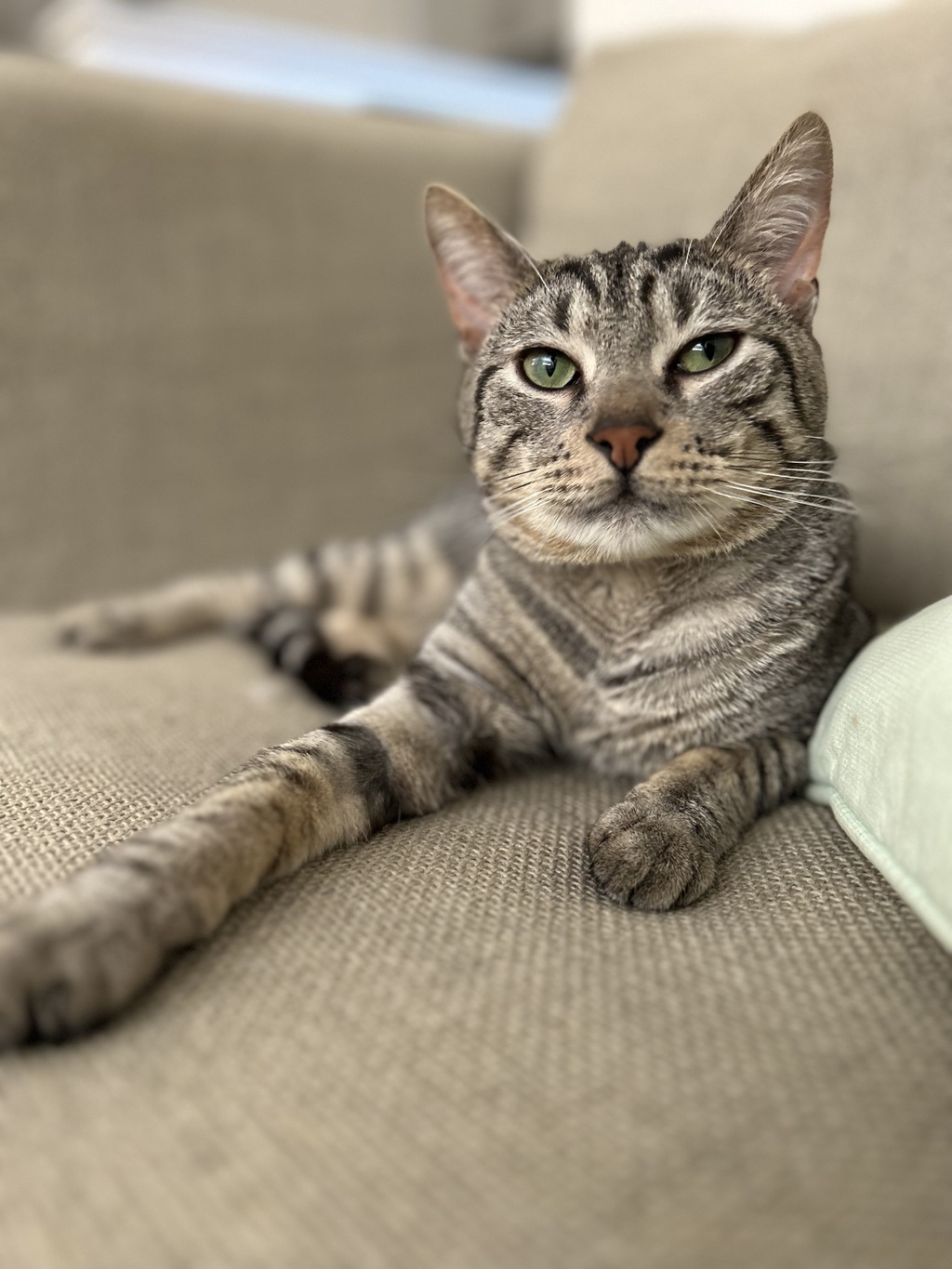 Mow Mow - Male Dsh Mix Cat in WA - PetRescue