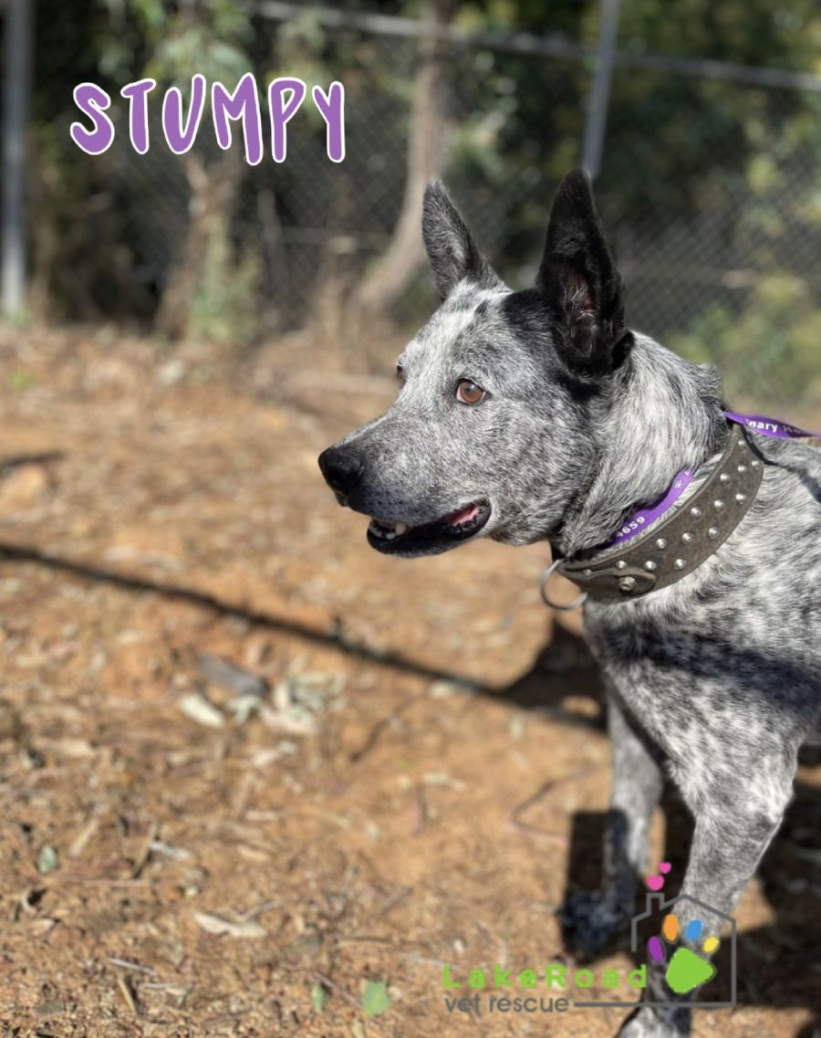 Stumpy - Medium Male Australian Cattle Dog Dog in NSW - PetRescue