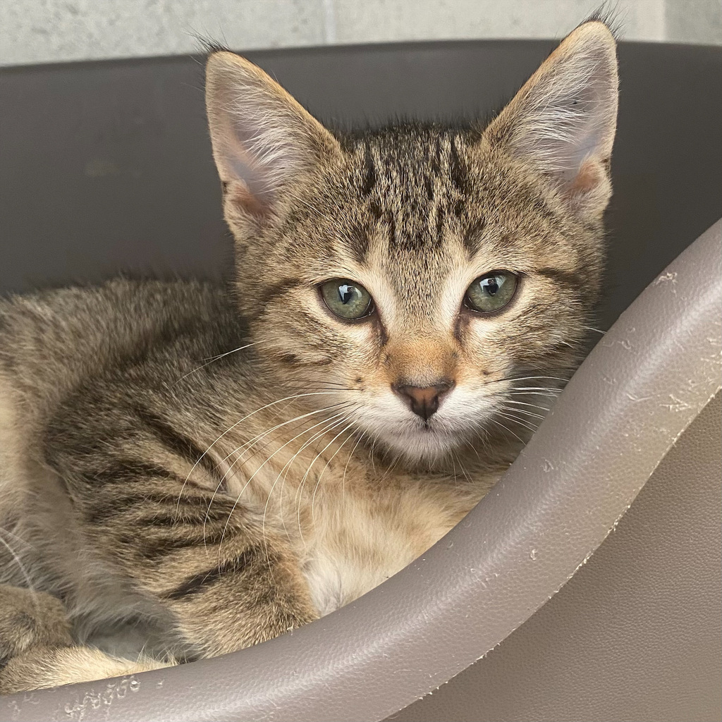 MacChiato - Female Domestic Short Hair Cat in VIC - PetRescue