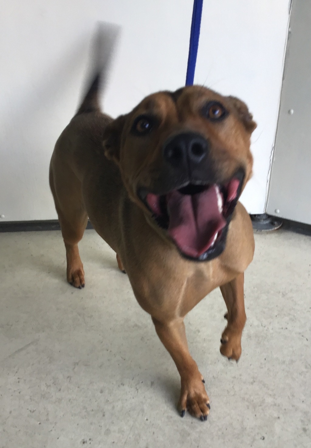 Penny - Medium Female American Staffy Mix Dog in VIC - PetRescue