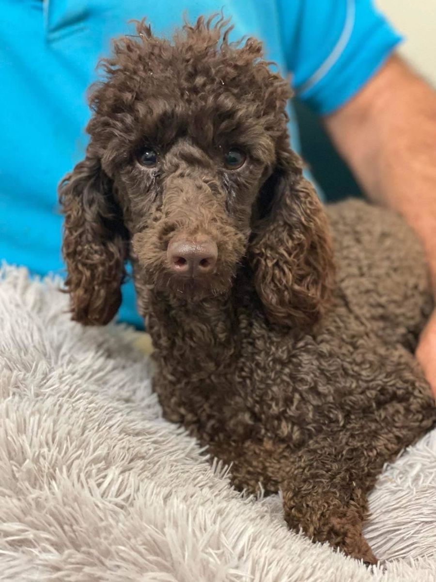 Adele - Small Female Poodle Dog in QLD - PetRescue