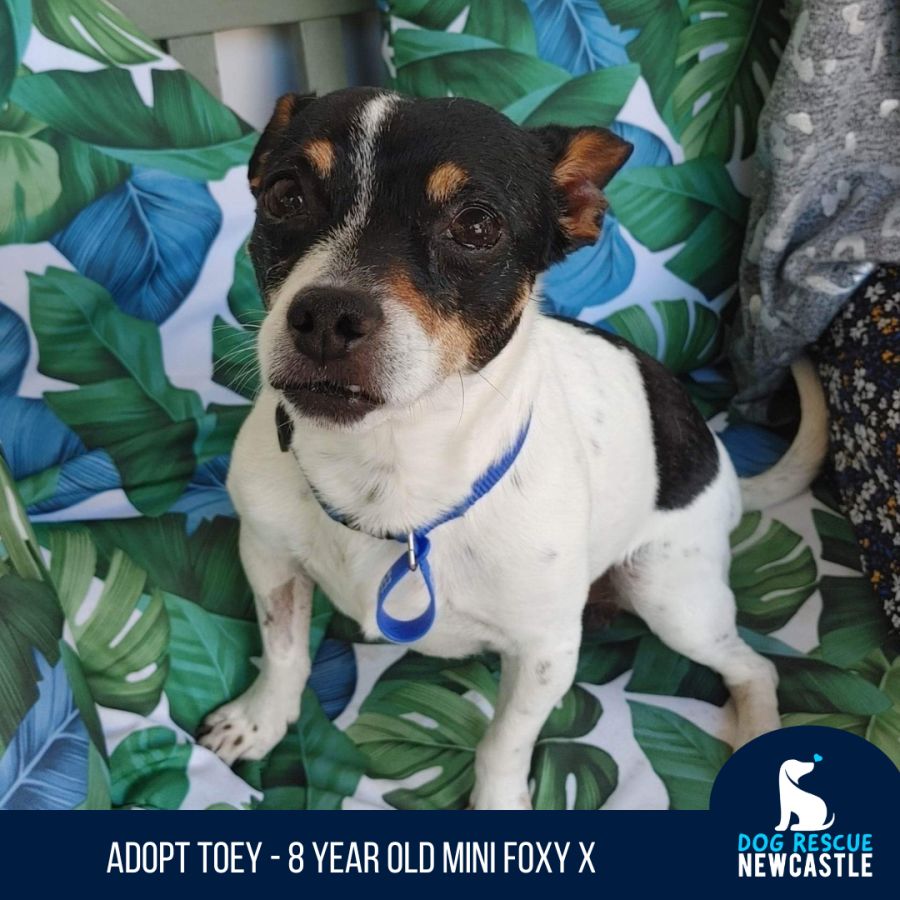 Toey - 8 Year Old Mini Foxy X (On Trial) - Small Male Miniature Fox ...