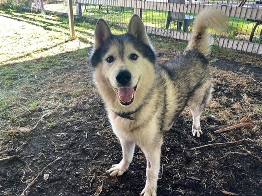 Jeter (IMP No. 2058) - Large Male Siberian Husky Mix Dog in NSW - PetRescue