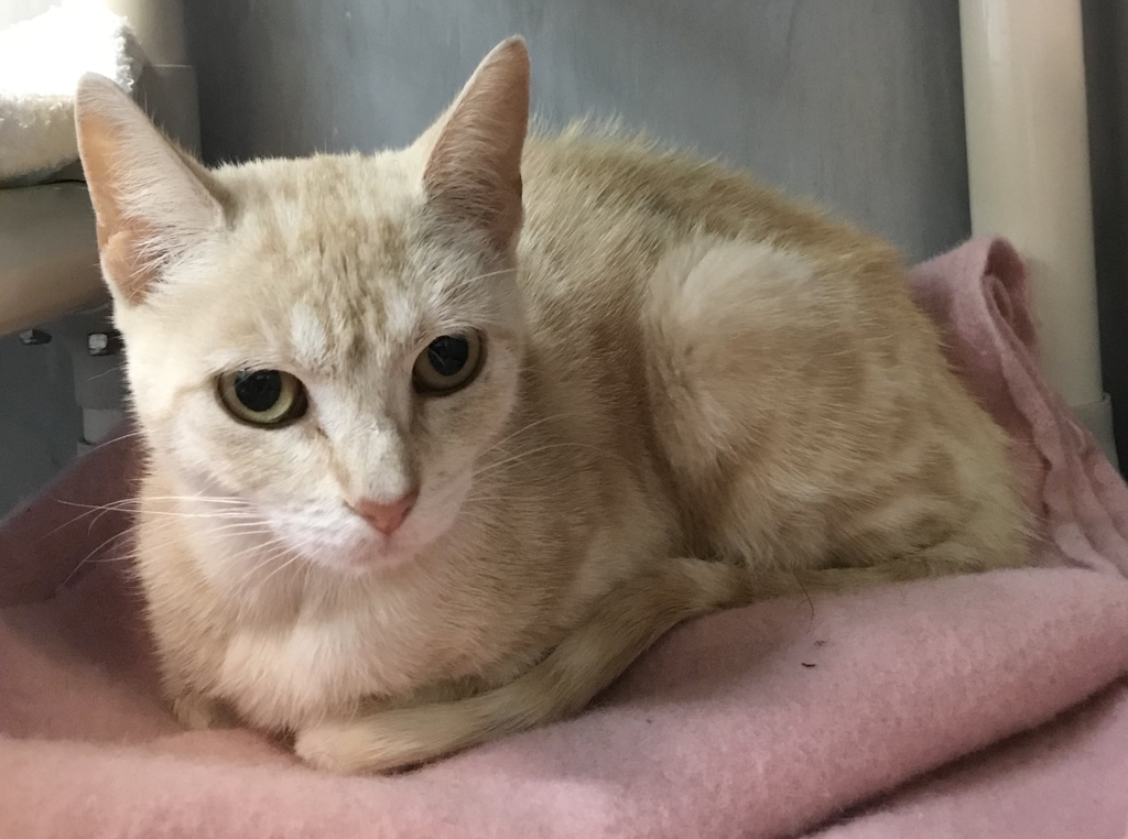 Dashi - Female Domestic Short Hair Mix Cat in VIC - PetRescue