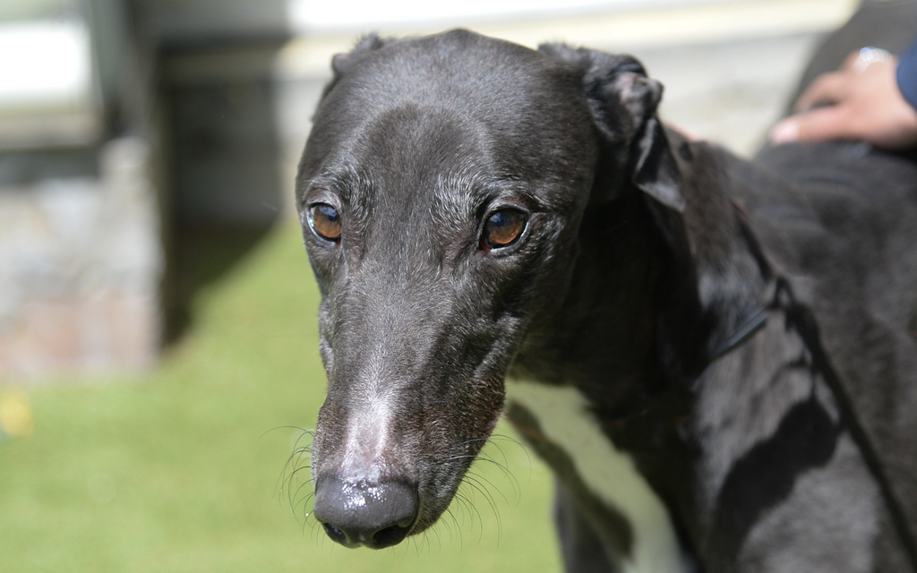 Hatchback - Large Male Greyhound Mix Dog in VIC - PetRescue