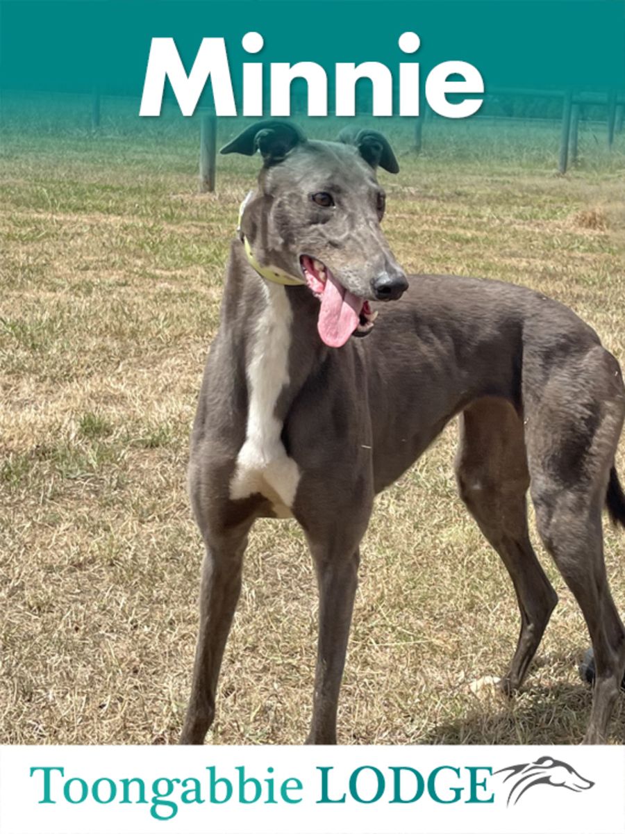 Minnie - Small Female Greyhound Dog in VIC - PetRescue