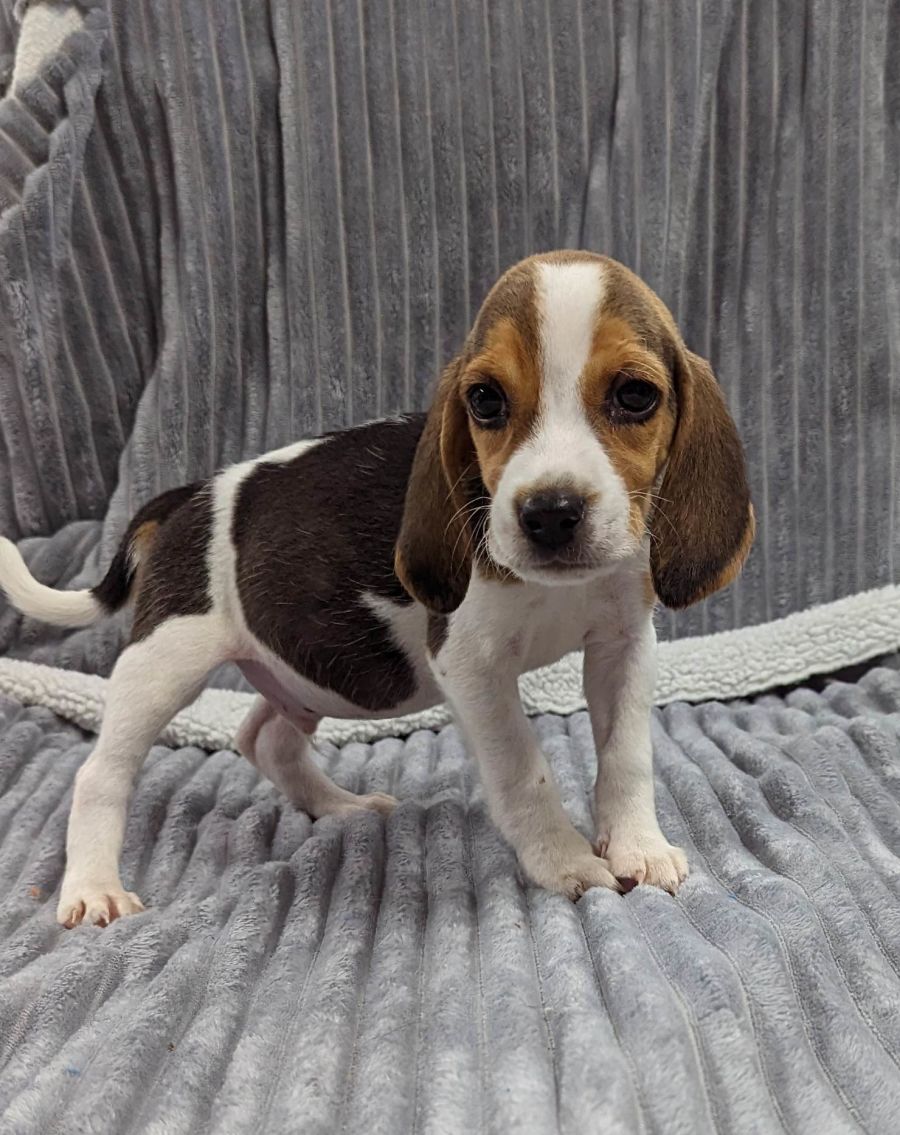 Bernie - Medium Male Beagle Mix Dog in NSW - PetRescue