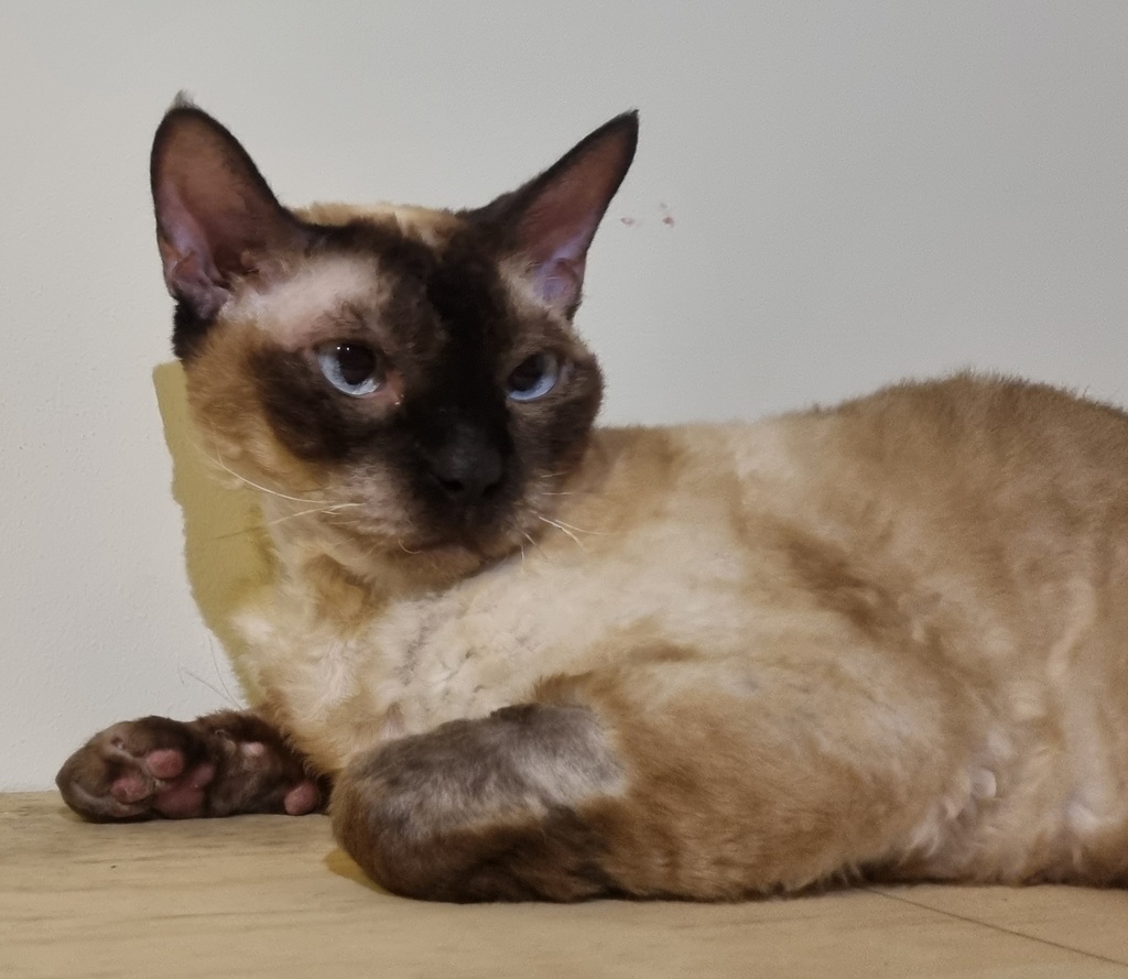 Mavis - Female Devon Rex Mix Cat in QLD - PetRescue