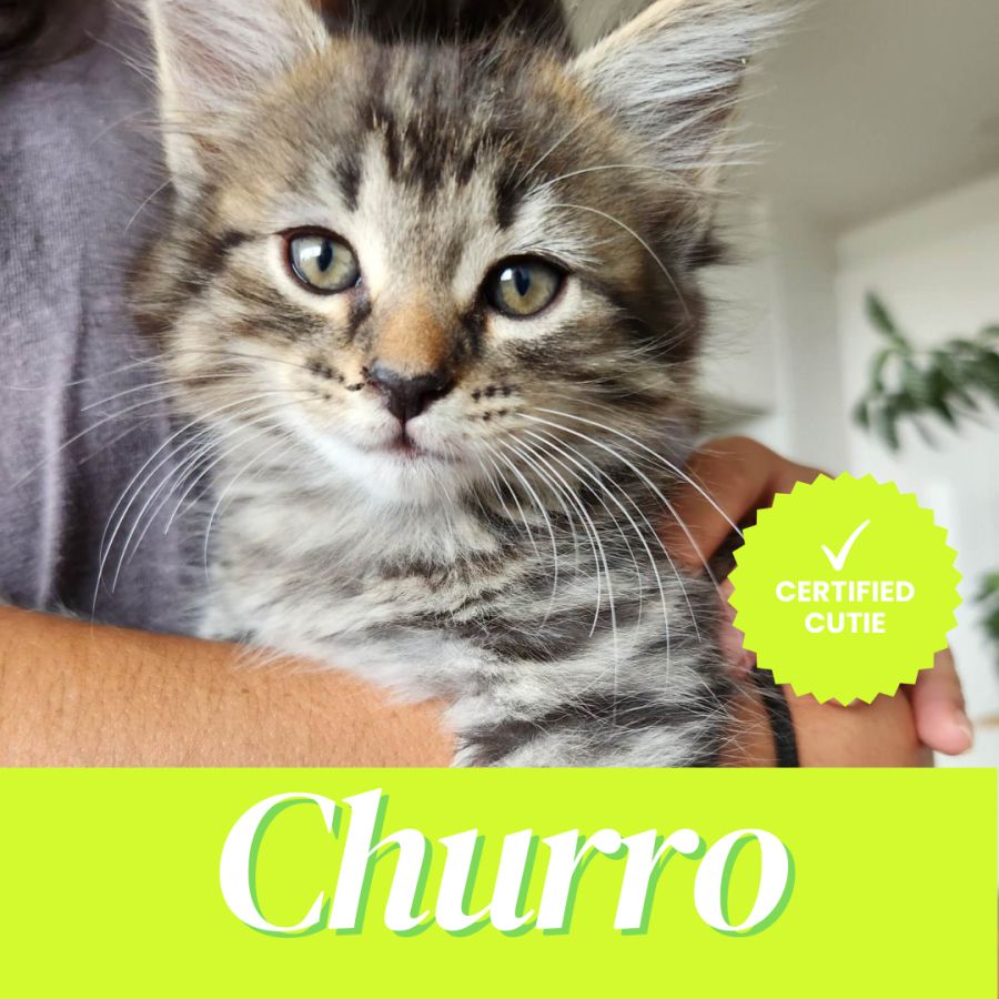 Churro - Come meet me @ PETstock Hawthorn! - Female Domestic Medium ...