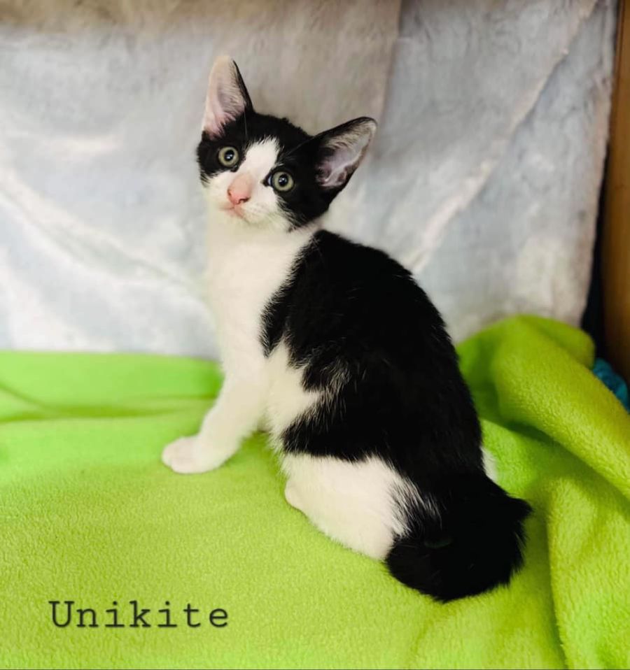 Unikite - Male Domestic Short Hair Cat in QLD - PetRescue