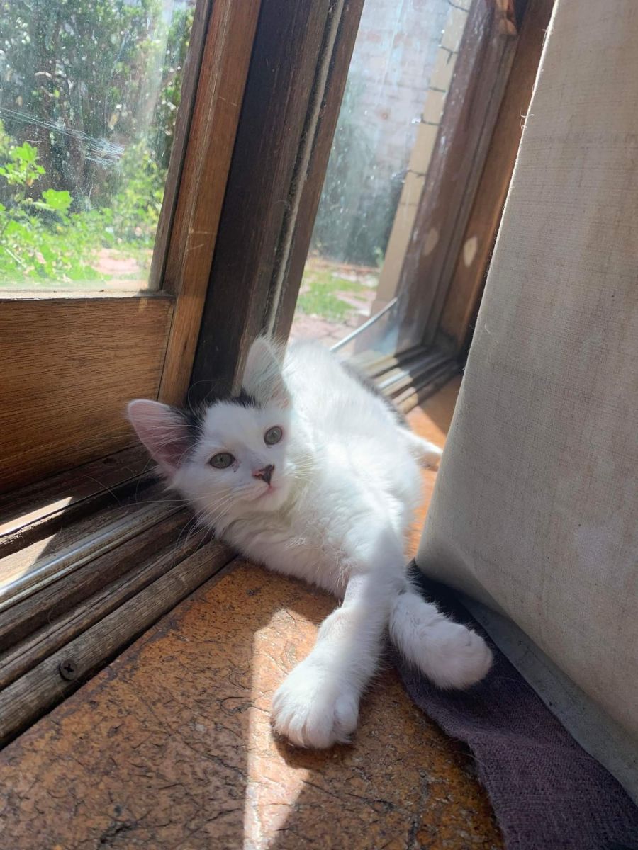 Pudding - Female Domestic Medium Hair Cat in VIC - PetRescue