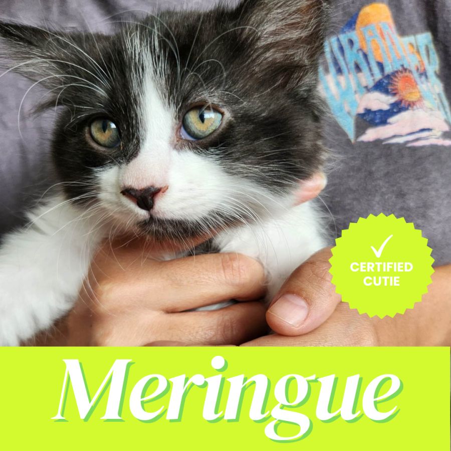 Meringue - Come meet me @ PETstock Hawthorn! - Male Domestic Medium ...