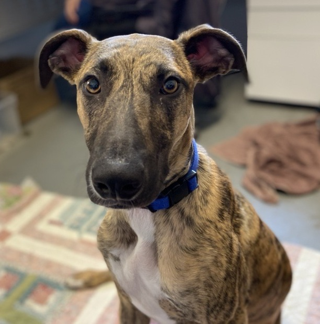 Bear - Medium Male Greyhound Mix Dog in VIC - PetRescue