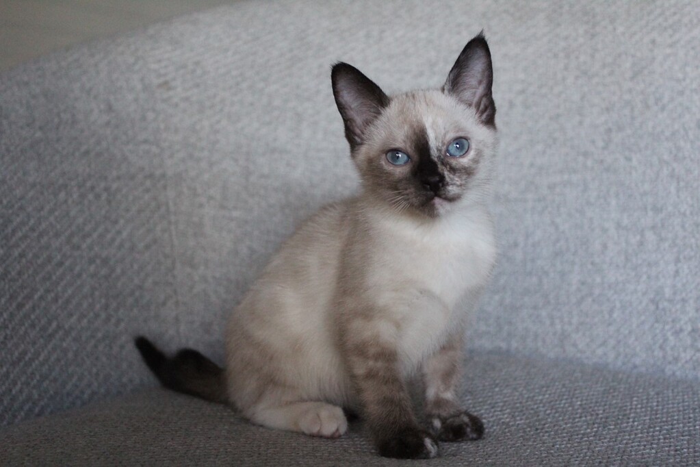 Emma - Female Layanese Mix Cat in QLD - PetRescue
