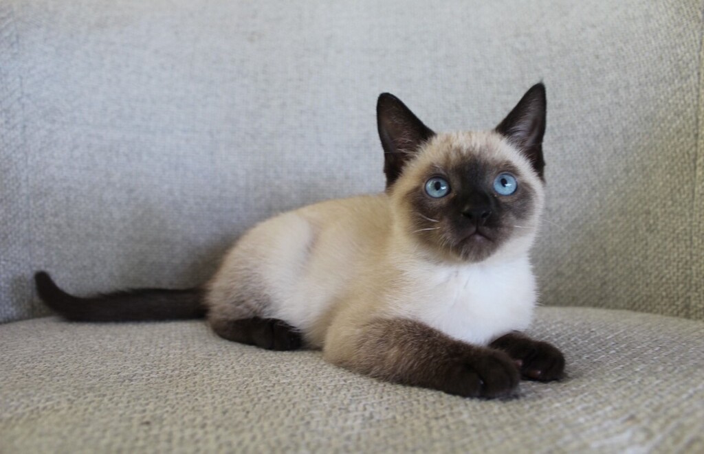 Ezra - Male Layanese Mix Cat in QLD - PetRescue