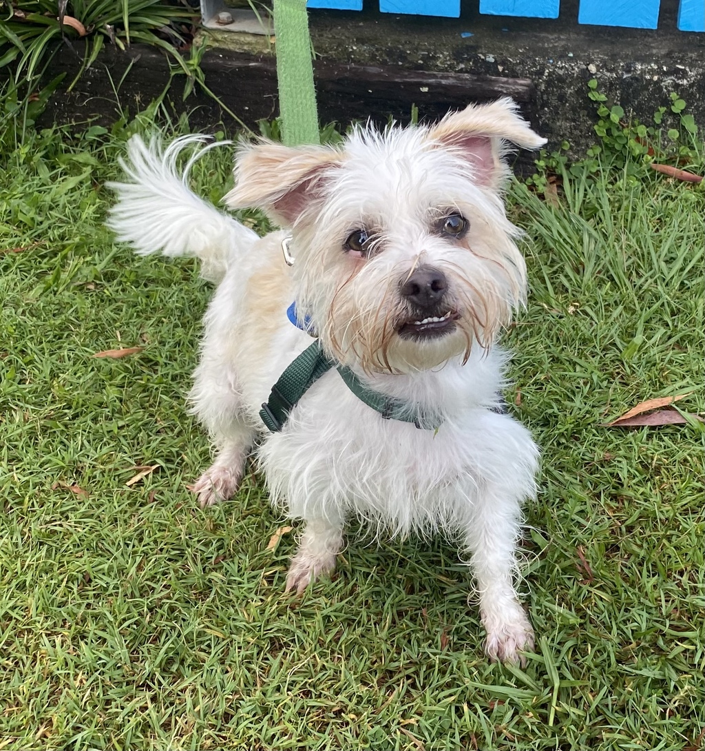 Hamish - Small Male Australian Silky Terrier x Maltese Terrier Mix Dog ...