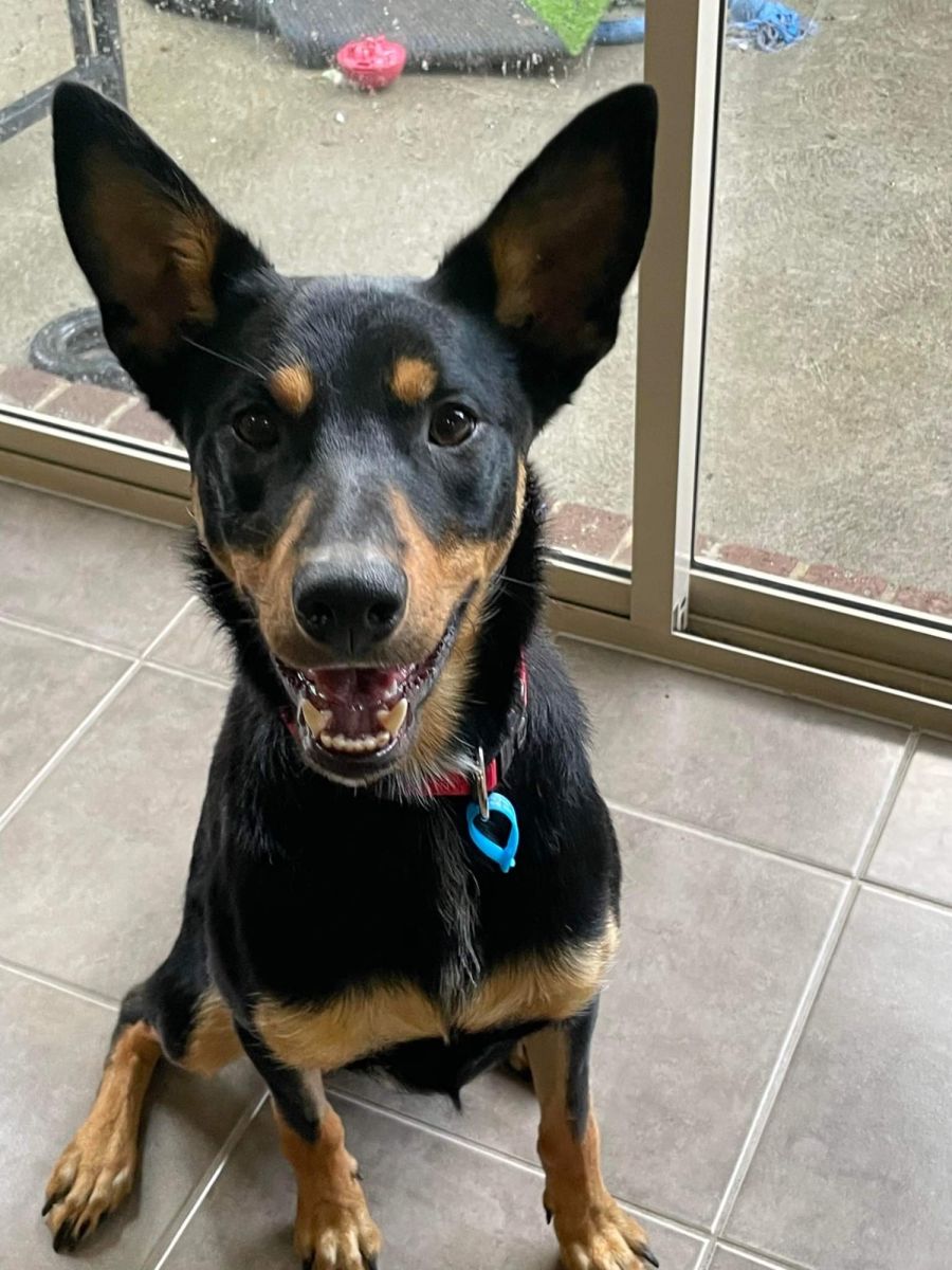 Jax - Medium Male Kelpie Dog in VIC - PetRescue