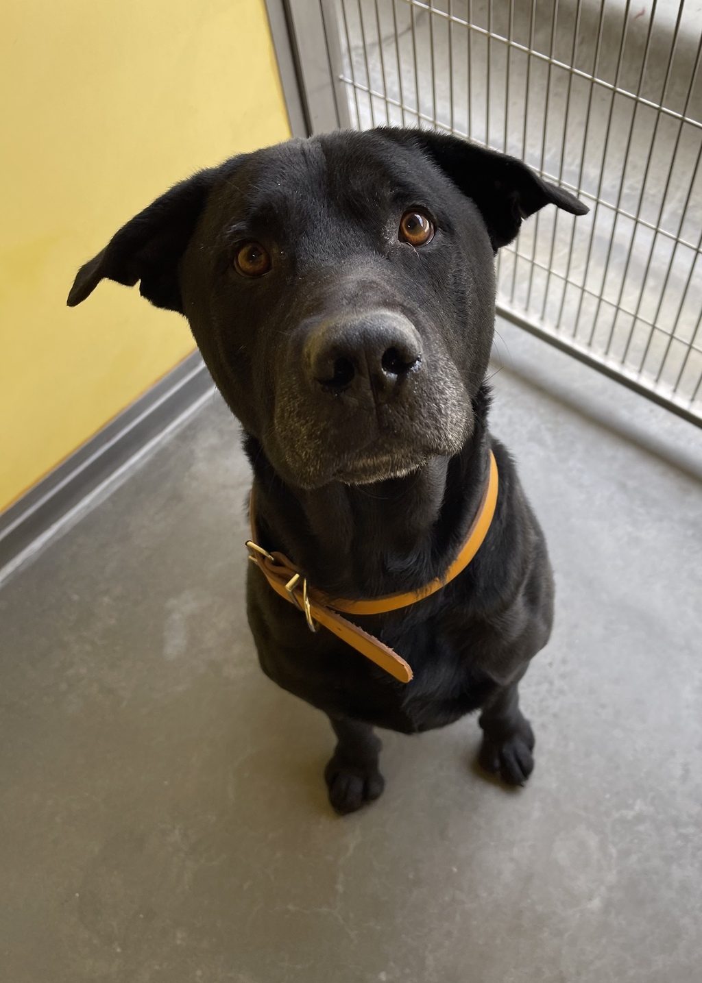 Matteo - Large Male Labrador Retriever Mix Dog in QLD - PetRescue