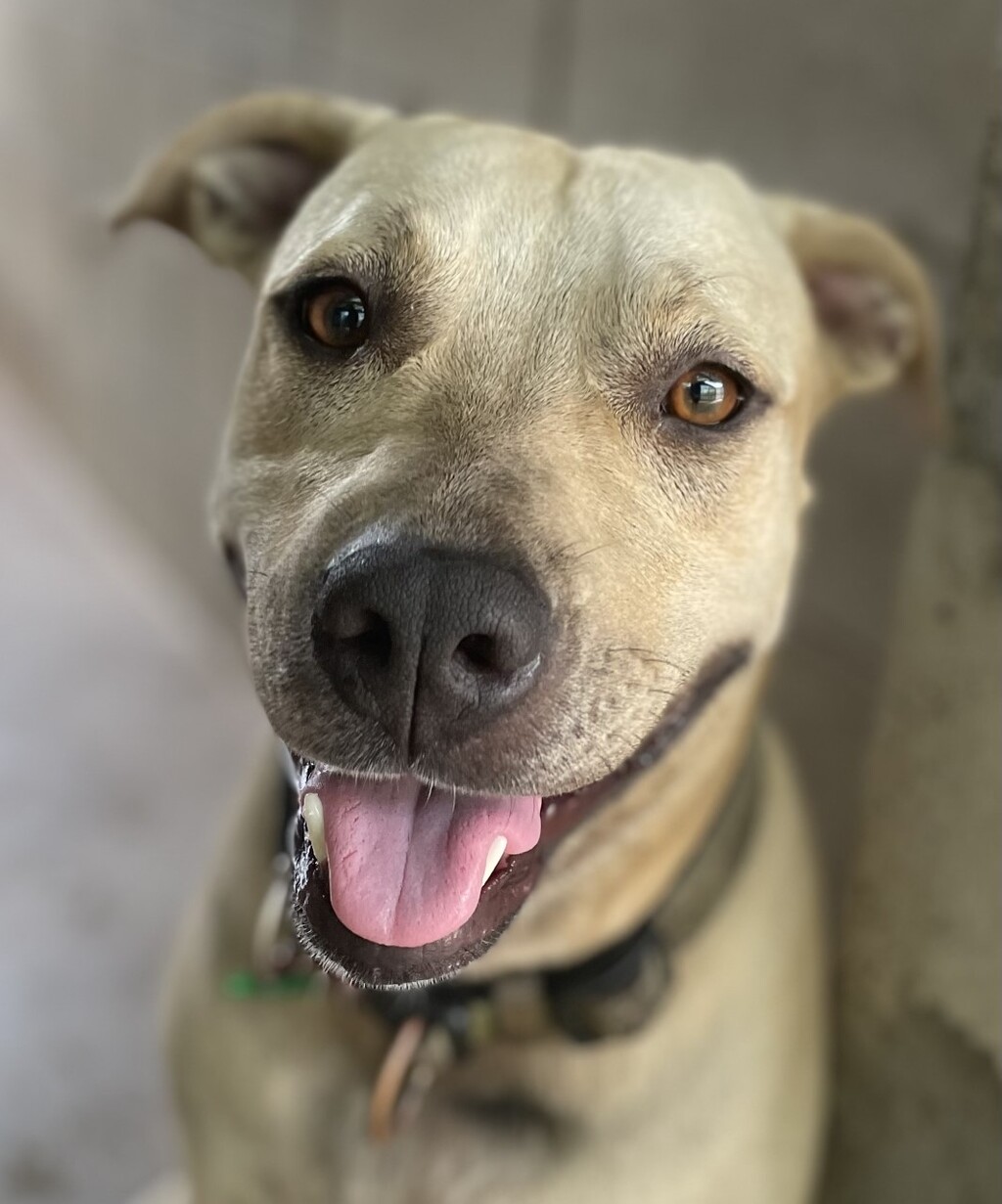 Shelly - Large Female Shar Pei x Labrador Retriever Mix Dog in QLD ...