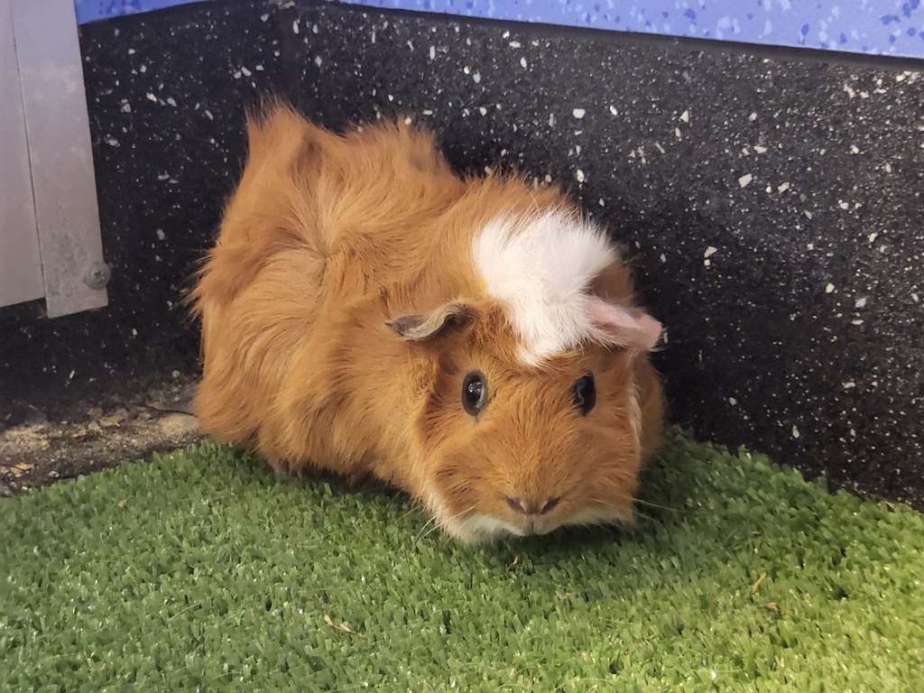 Esteban - Male Short-hair Abyssinian Mix Guinea Pig in QLD - PetRescue