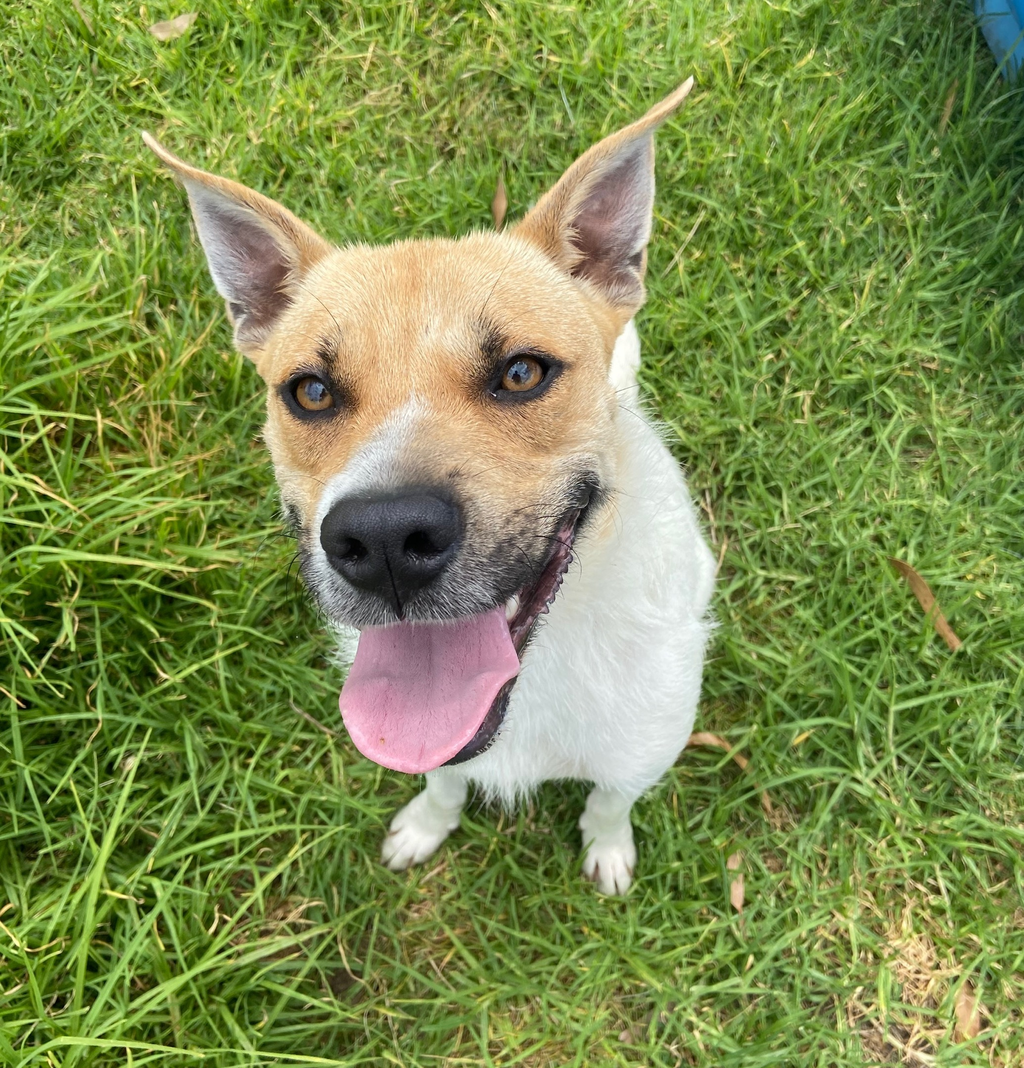 Bailey - Medium Male Medium Terrier Cross Mix Dog in VIC - PetRescue