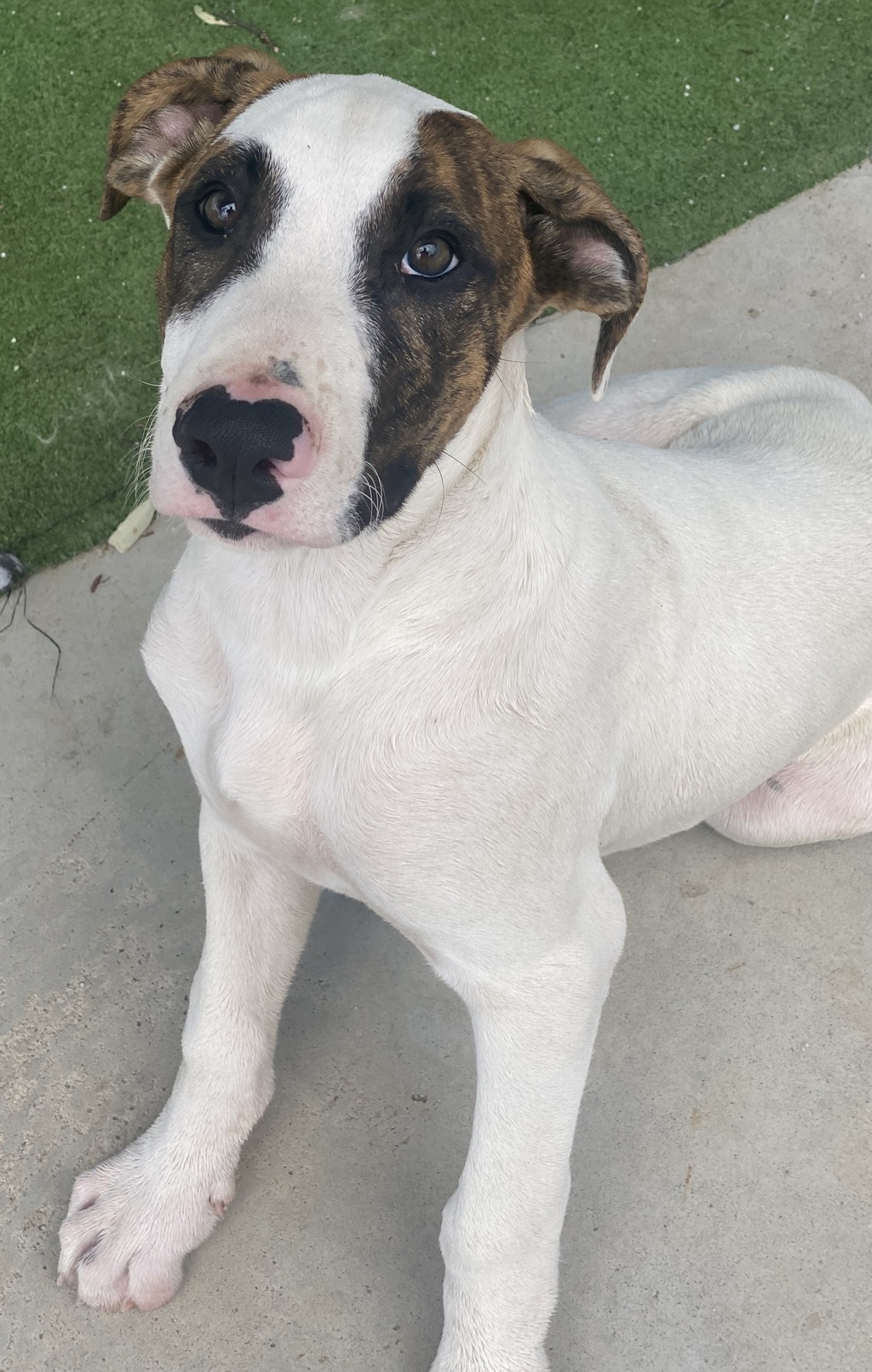 Harry - Large Male Bull Arab x Irish Wolfhound Mix Dog in VIC - PetRescue