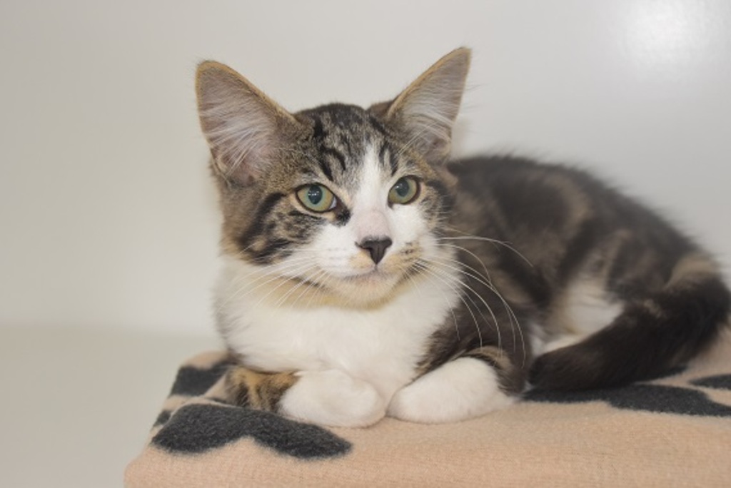 Vinny - Male Domestic Short Hair Mix Cat in VIC - PetRescue