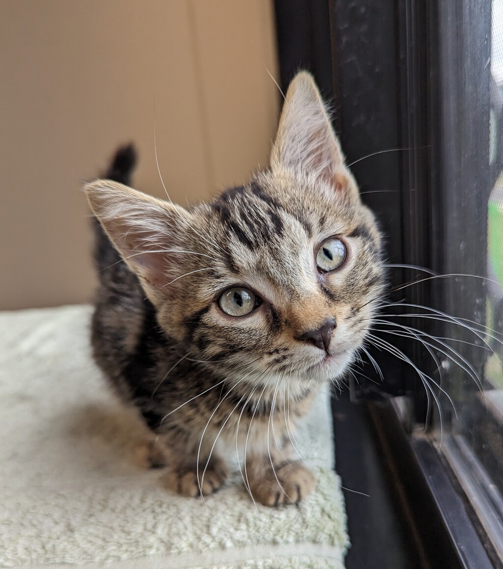 Oscar - Male Domestic Short Hair x Munchkin Mix Cat in QLD - PetRescue