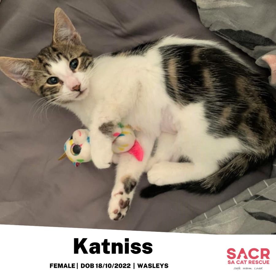 Katniss - Female Domestic Short Hair Cat in SA - PetRescue