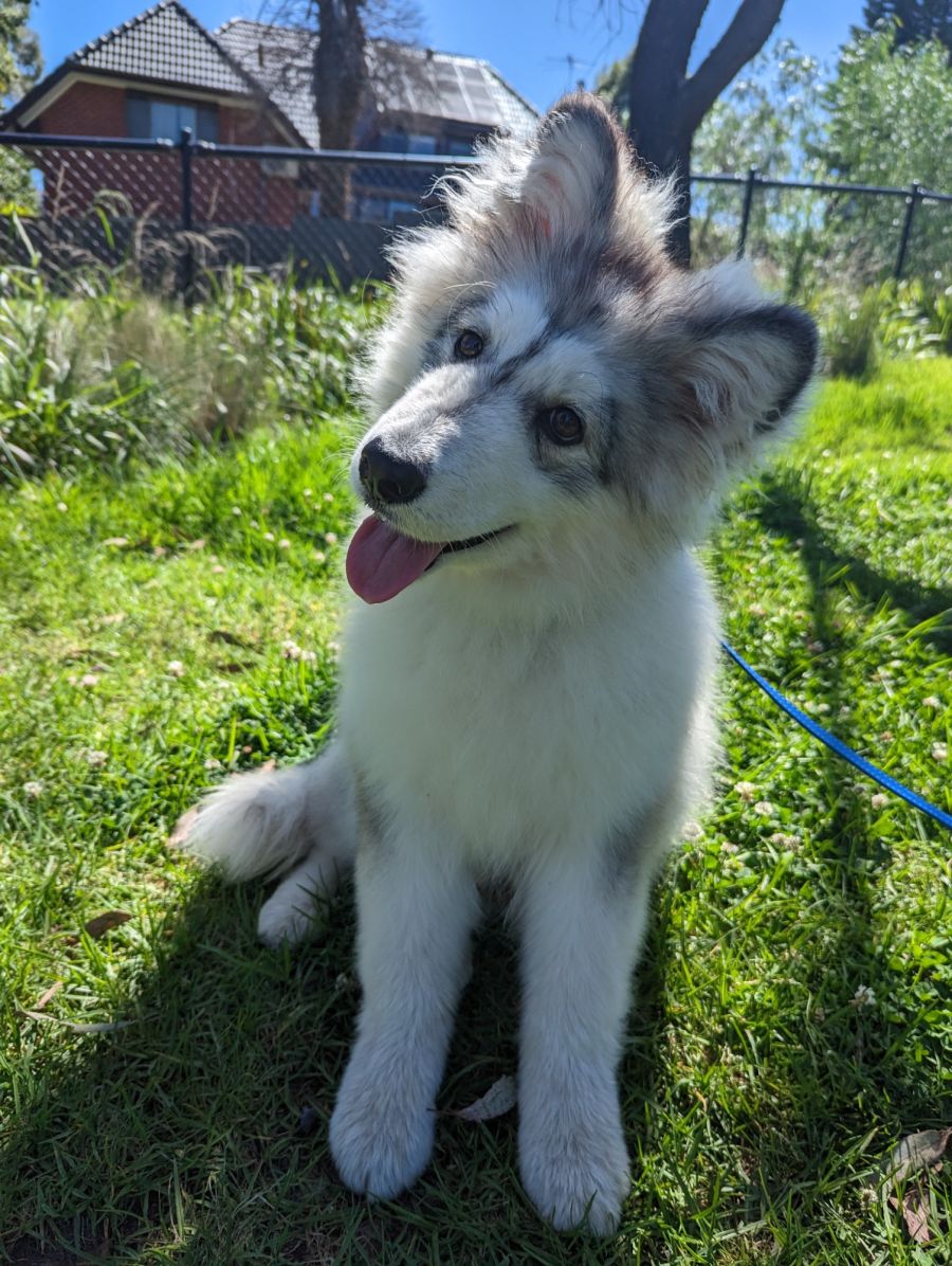 Tikaani - Large Female Alaskan Malamute Mix Dog in NSW - PetRescue