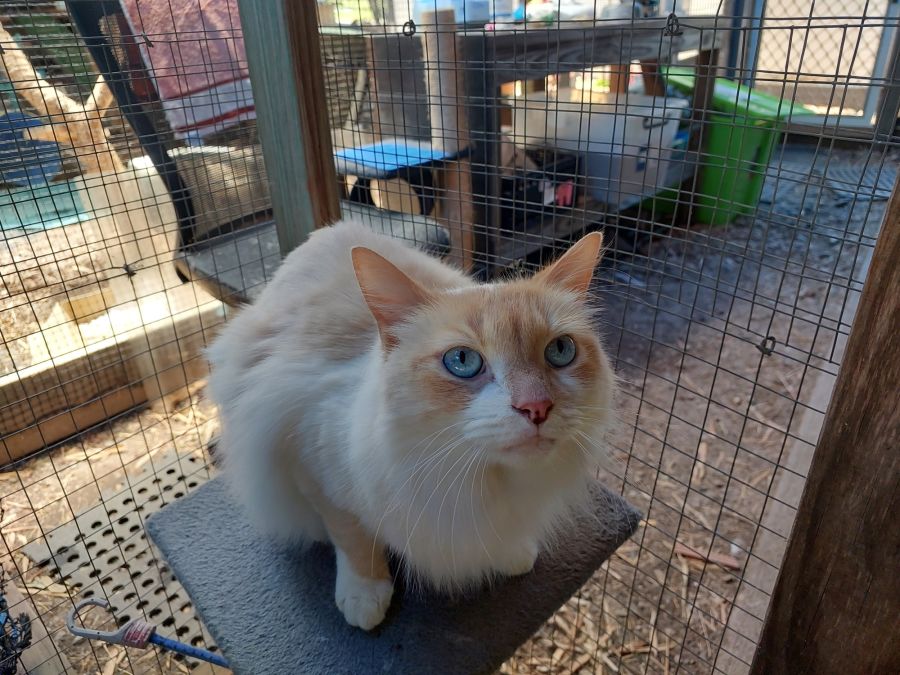 Charlie - Male Manx Mix Cat in QLD - PetRescue