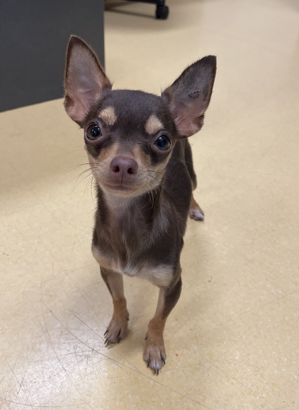Pluto - Small Male Chihuahua Dog in QLD - PetRescue