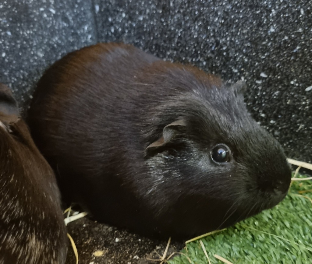 Obsidian - Female Short-hair Smooth Hair Mix Guinea Pig in QLD - PetRescue