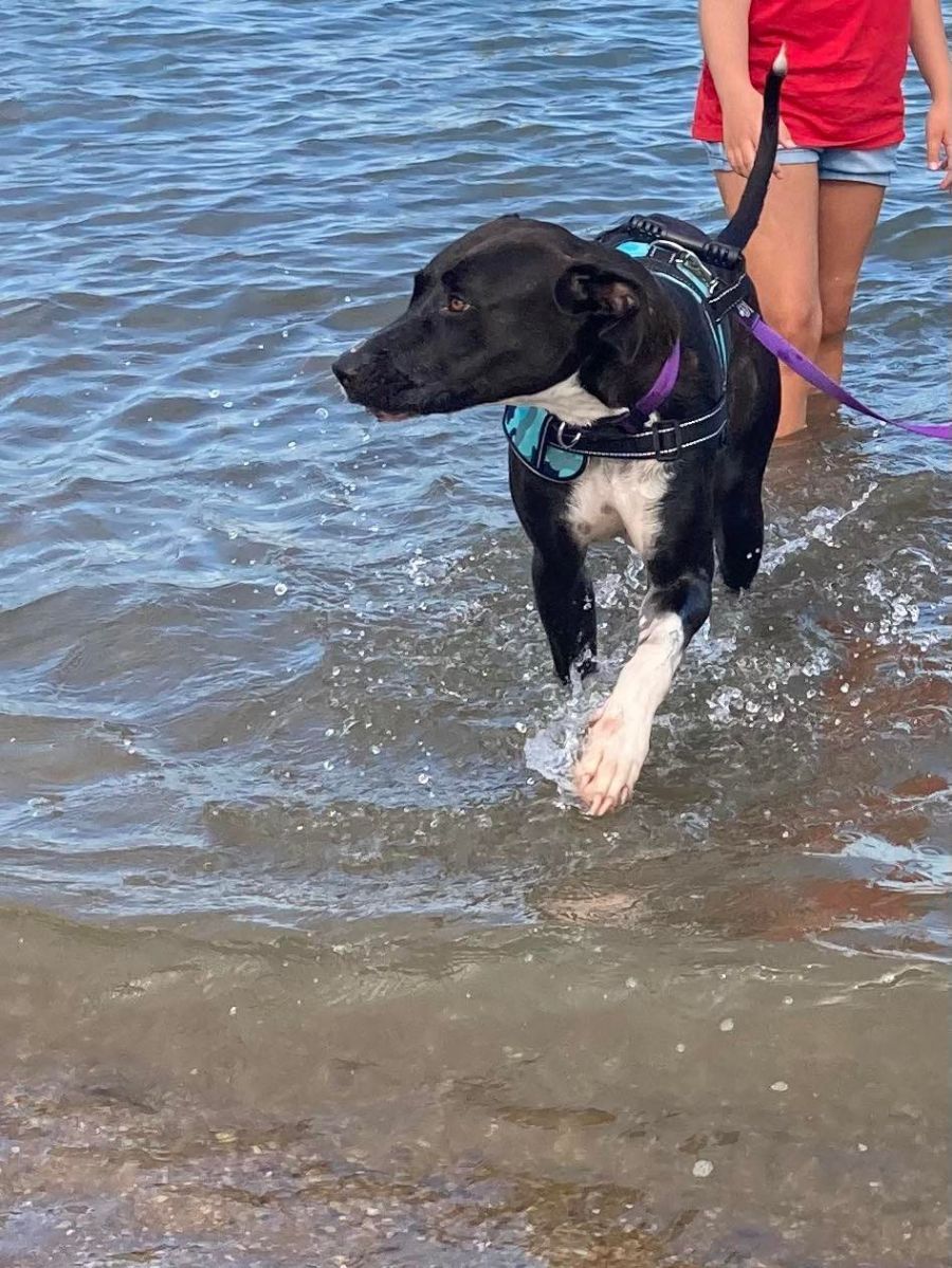 Rowsy - Large Female Greyhound x Bull Arab Mix Dog in QLD - PetRescue