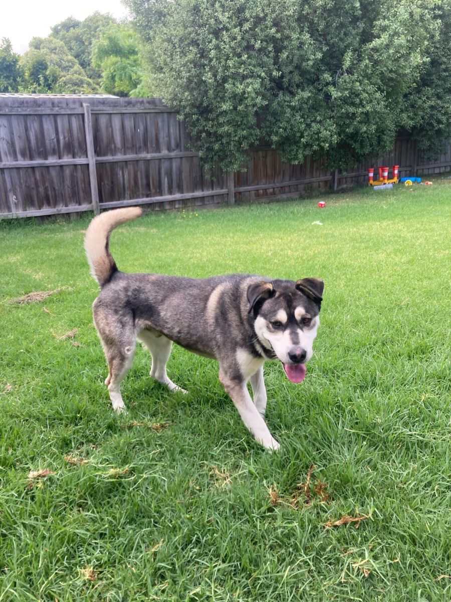 Snowy - Large Male Alaskan Malamute Mix Dog in VIC - PetRescue