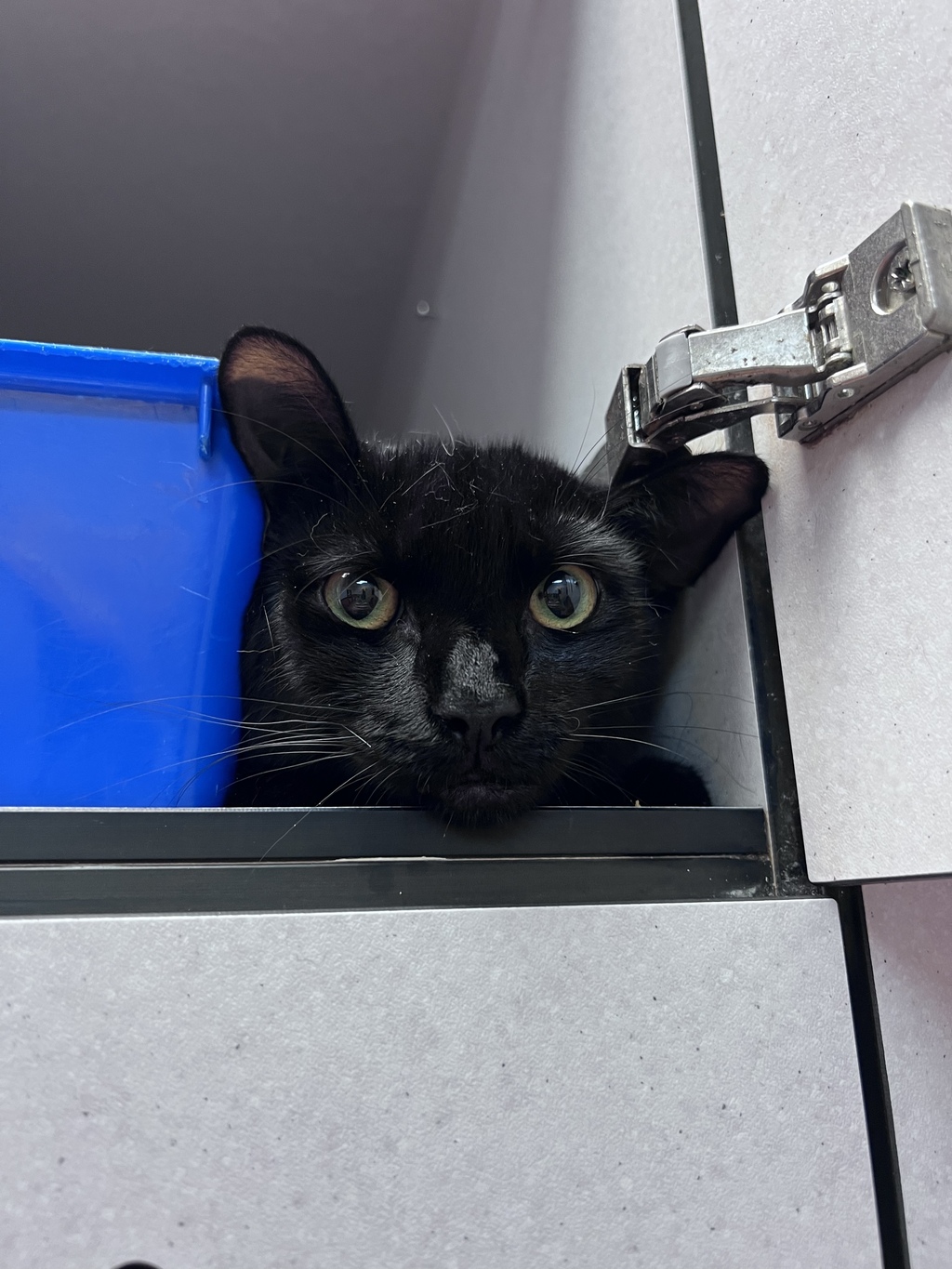 Mishy - Male Domestic Short Hair Mix Cat in QLD - PetRescue