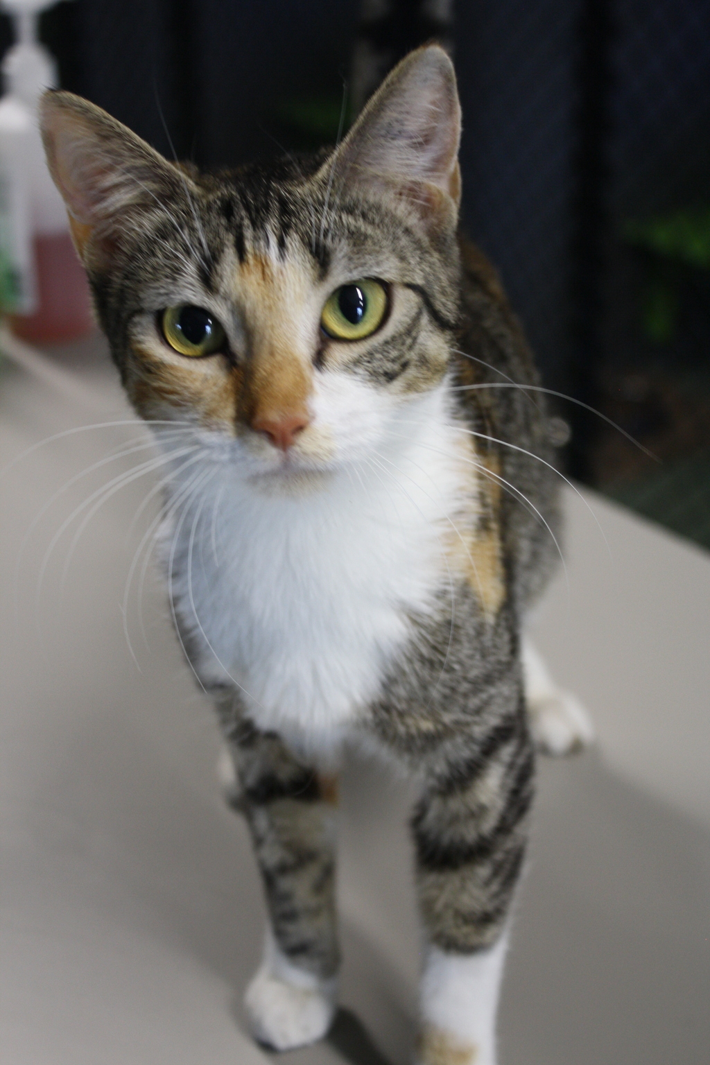 Lola - Female Domestic Short Hair Mix Cat in QLD - PetRescue