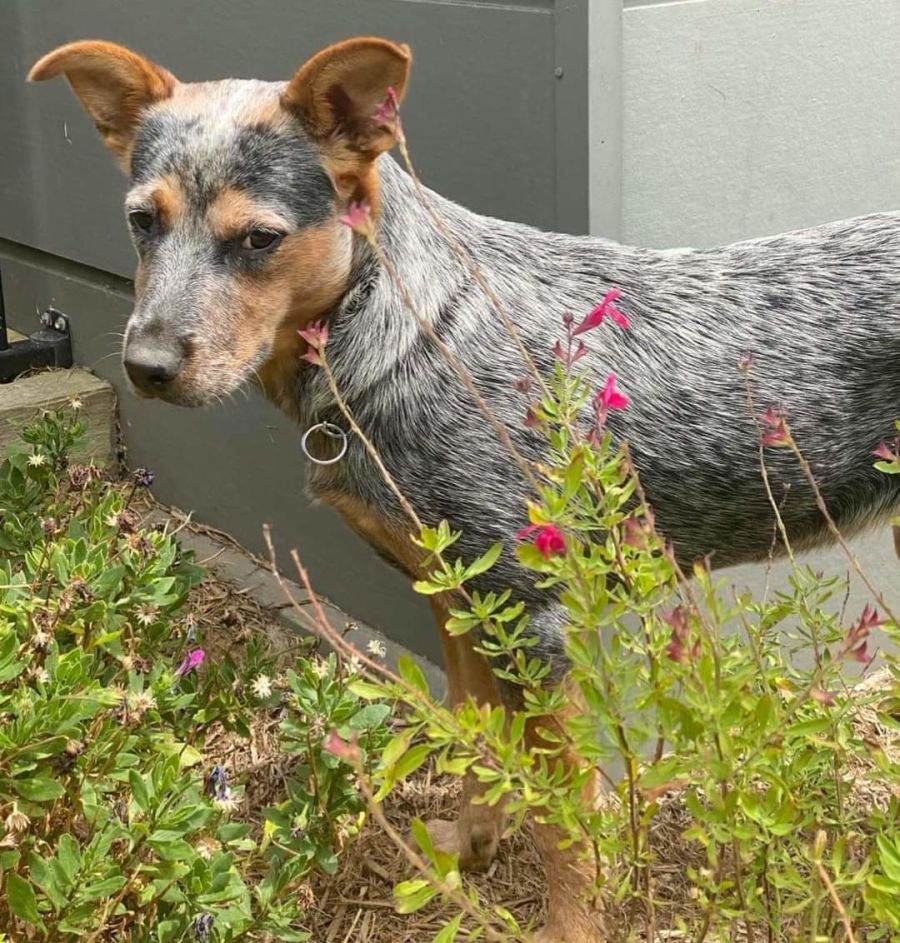 Gloria - Medium Female Blue Heeler x Red Heeler Mix Dog in VIC - PetRescue