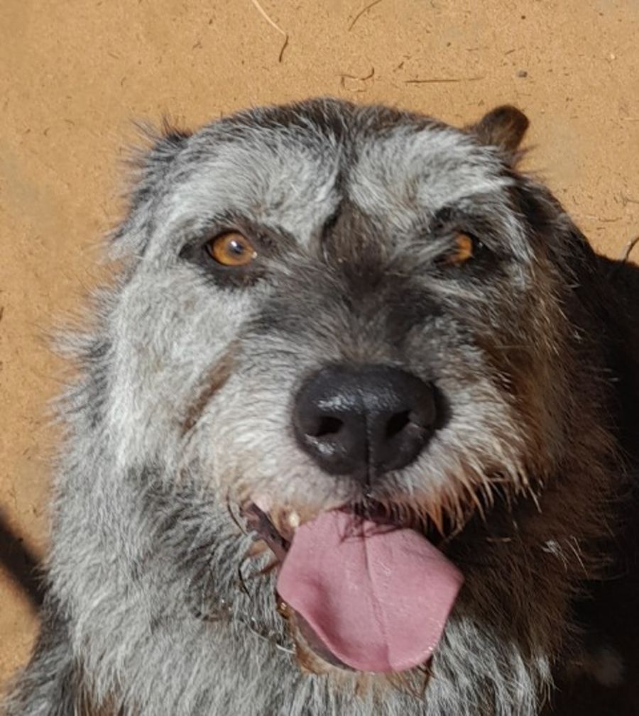 Pricilla - Large Female Irish Wolfhound x Cross breed Dog in NSW ...