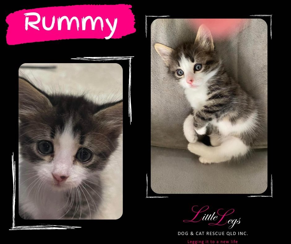Rummy - Male Domestic Short Hair Cat in QLD - PetRescue
