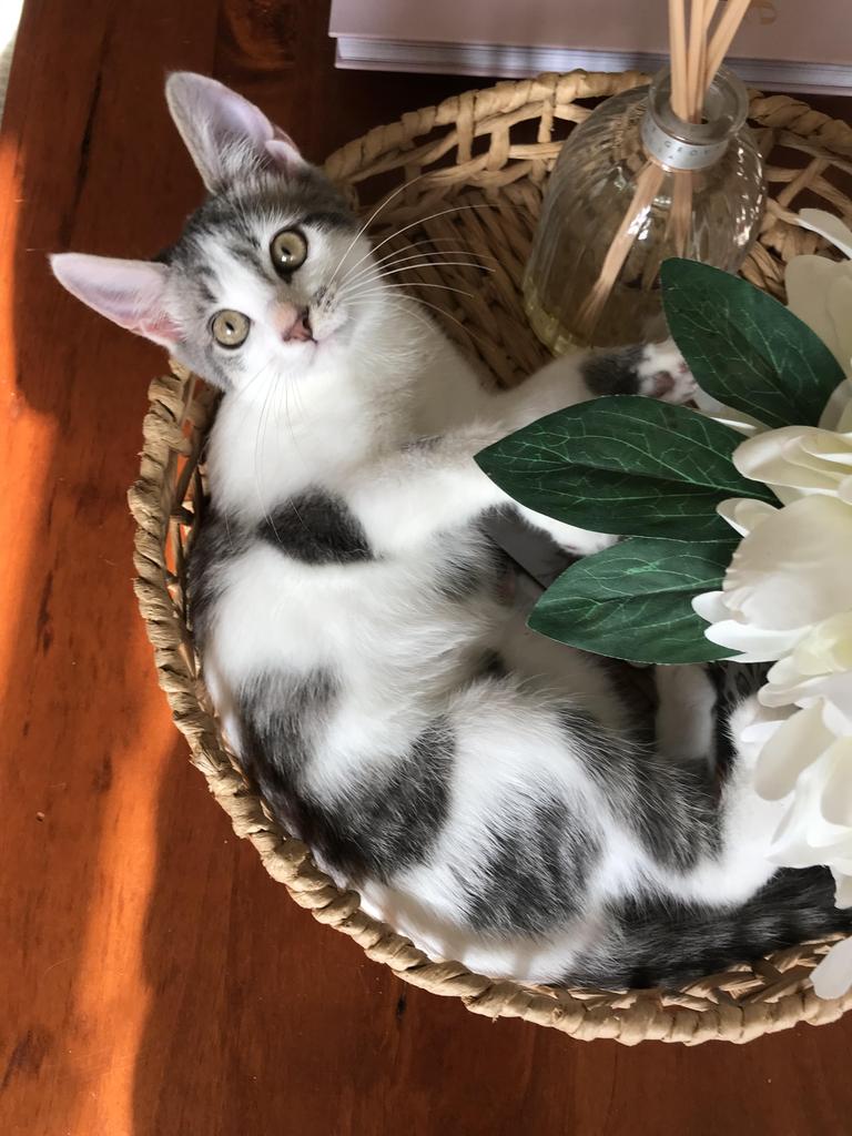 Josey - Female Domestic Short Hair Cat in QLD - PetRescue