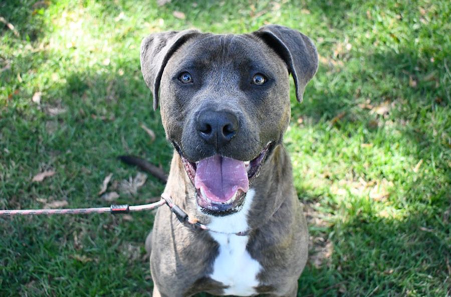 Dillon 34844 Campbelltown ACF - Large Male Amstaff Mix Dog in NSW ...