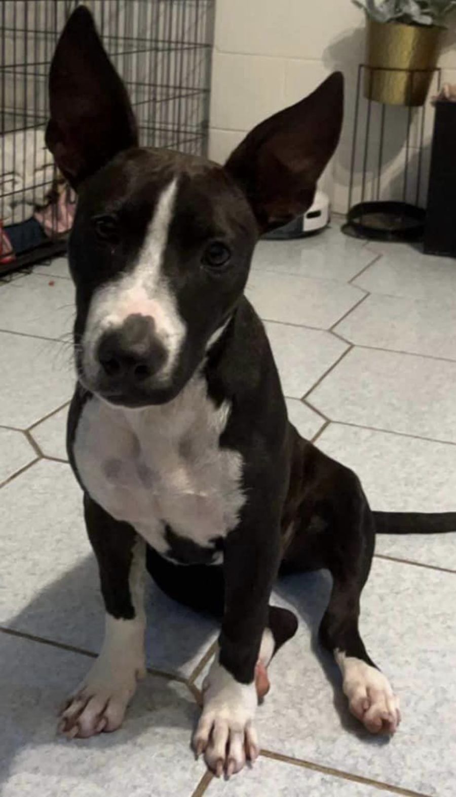 Sage - Medium Female Terrier Mix Dog in QLD - PetRescue