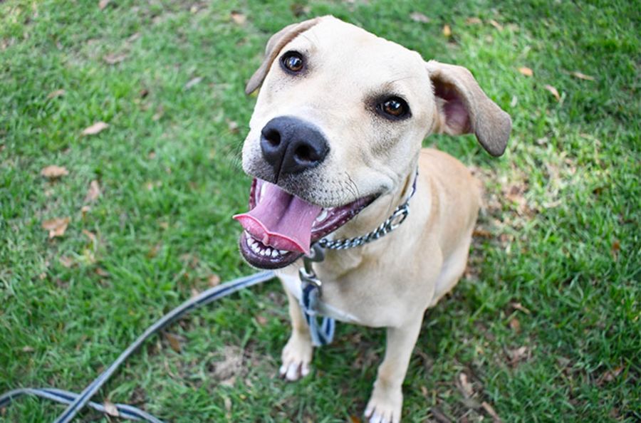 Valley 34943 Campbelltown ACF - Medium Female Labrador x American ...