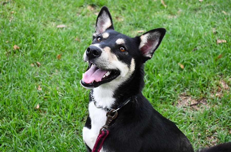 Willow 34911 Campbelltown ACF - Medium Female Husky x Kelpie Mix Dog in ...