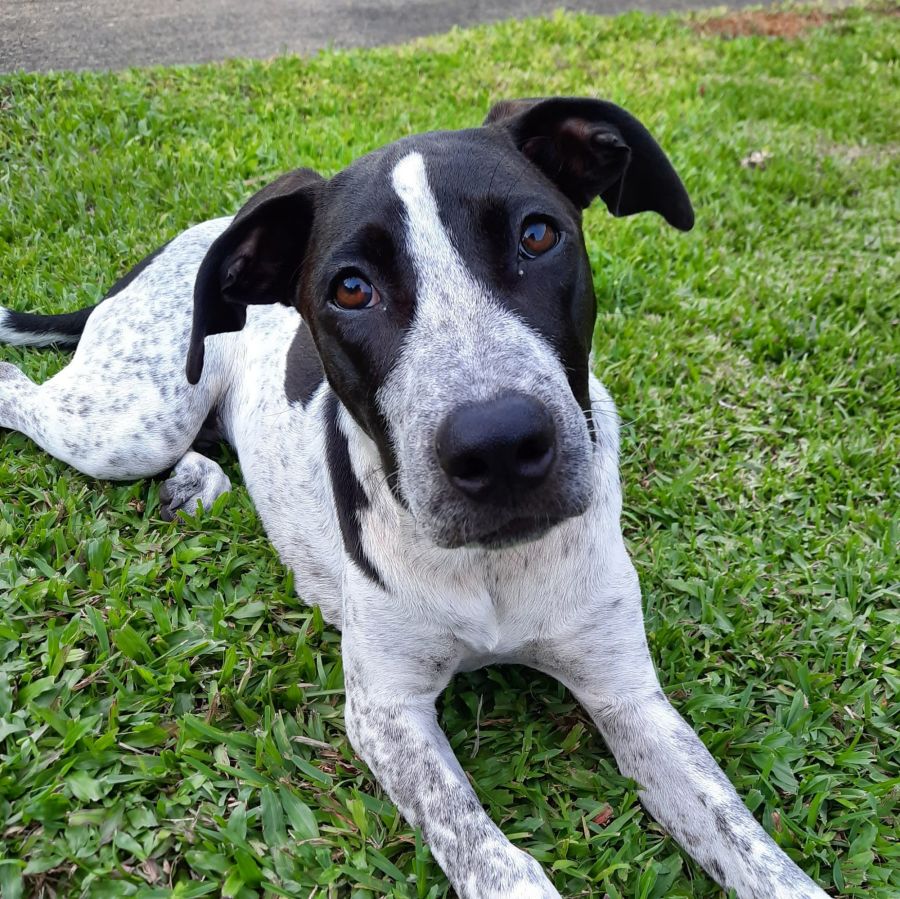 Cupid - Large Female Mixed Breed Dog in QLD - PetRescue